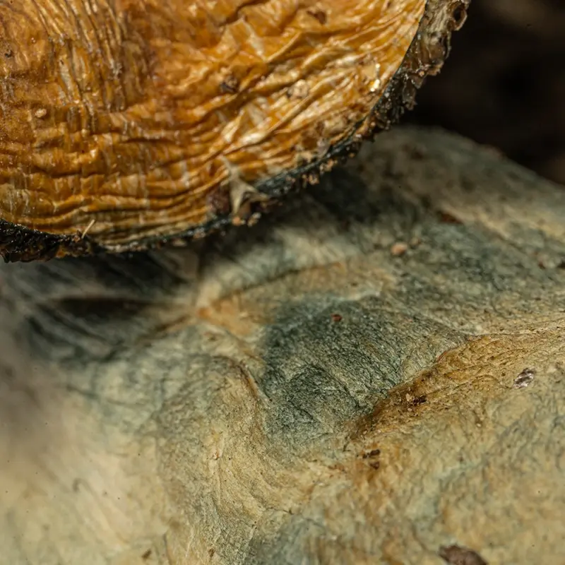 Hillbilly Pumpkin Mushrooms – Herb Heaven