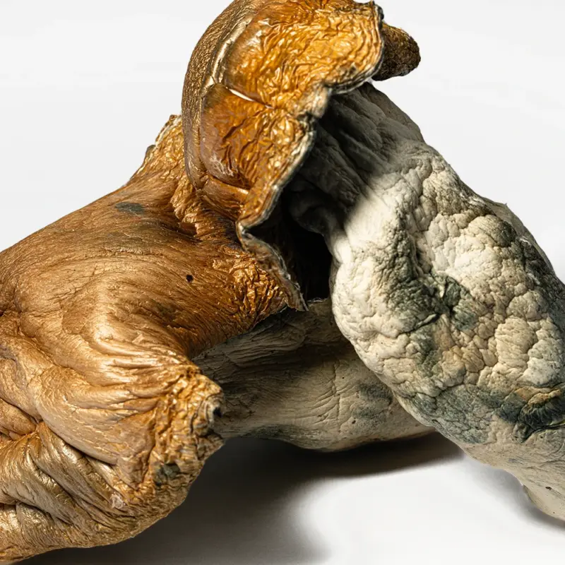 Hillbilly Pumpkin Mushrooms – Herb Heaven